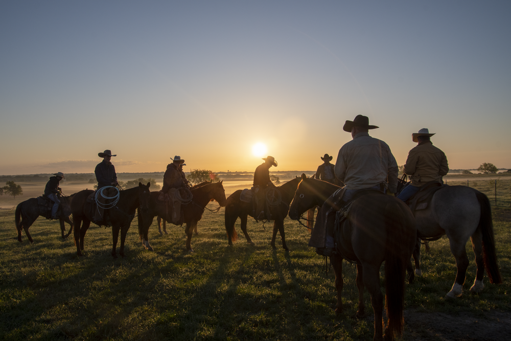 Fort Worth Cattle Co. - Delivering Better Beef From Local Ranches