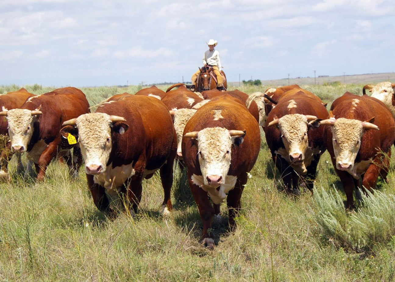 Fort Worth Cattle Co. - Delivering Better Beef From Local Ranches