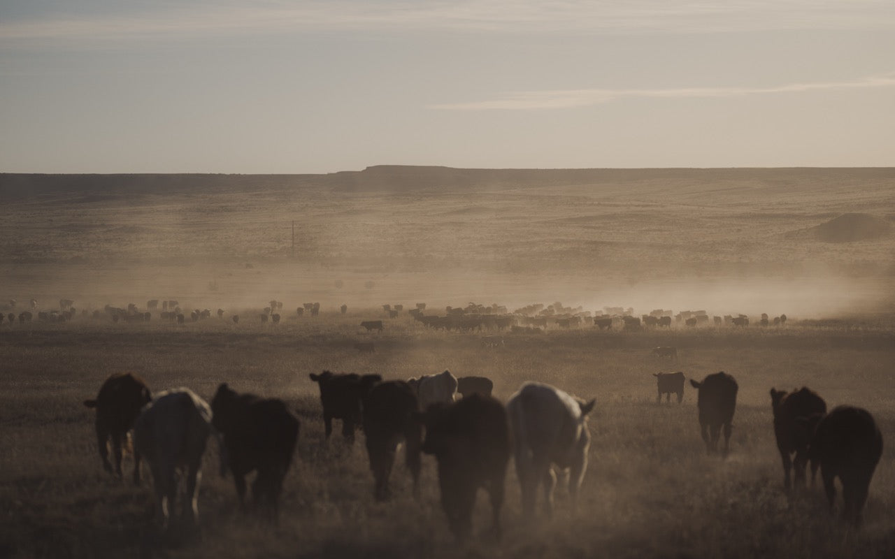 XIT Ranch History – Fort Worth Cattle Co